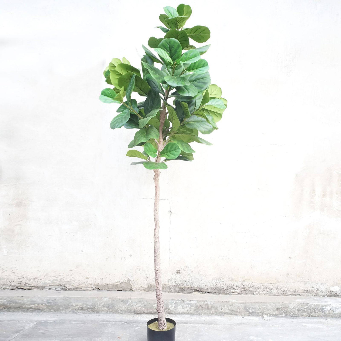 Handmade Decorative Artificial Fiddle Of Fig Tree Fh-04